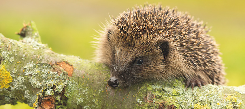 Il riccio, un prezioso alleato - Farmacie Comunali Torino Spa